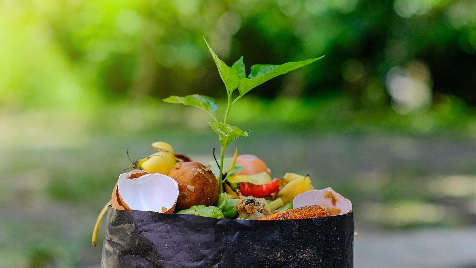 Businesses Must Separate Food Waste From 1 July 2026 - Cress Consulting